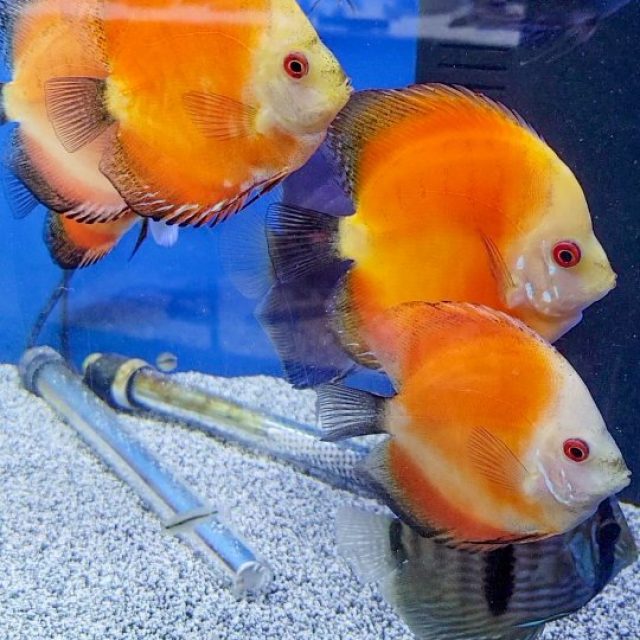 5 South American Countries Dominicans can visit Visa Free - The Nature ...