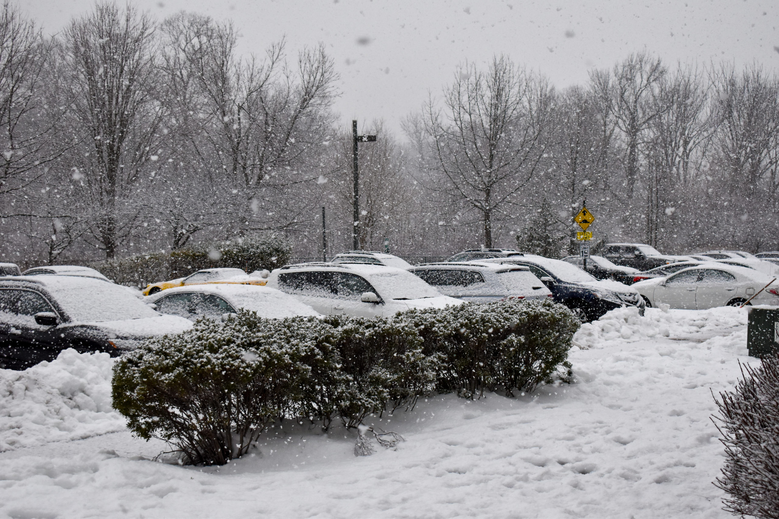 Musing #147: Alas, Winter still comes! - The Nature Islander