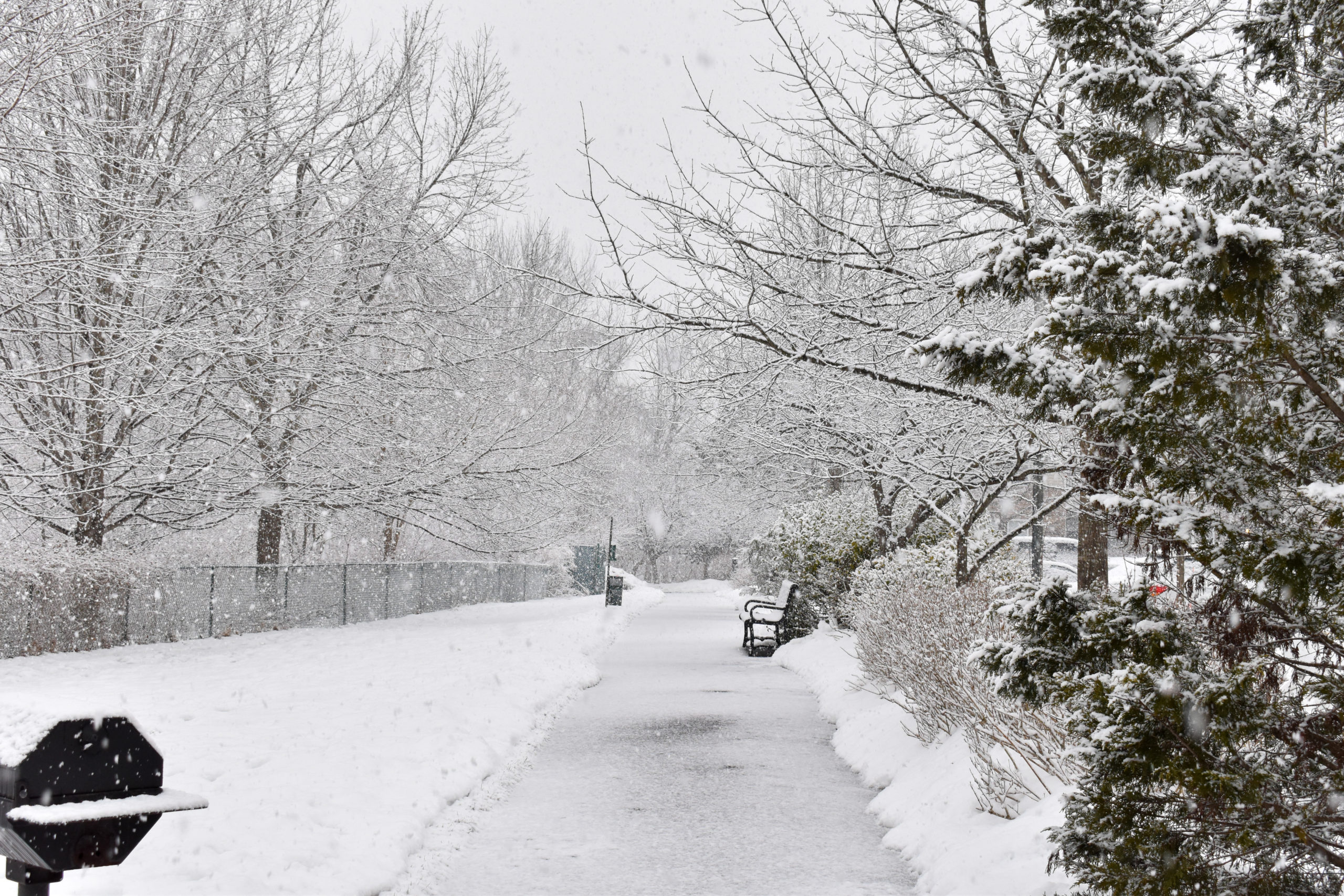 Musing #147: Alas, Winter still comes! - The Nature Islander