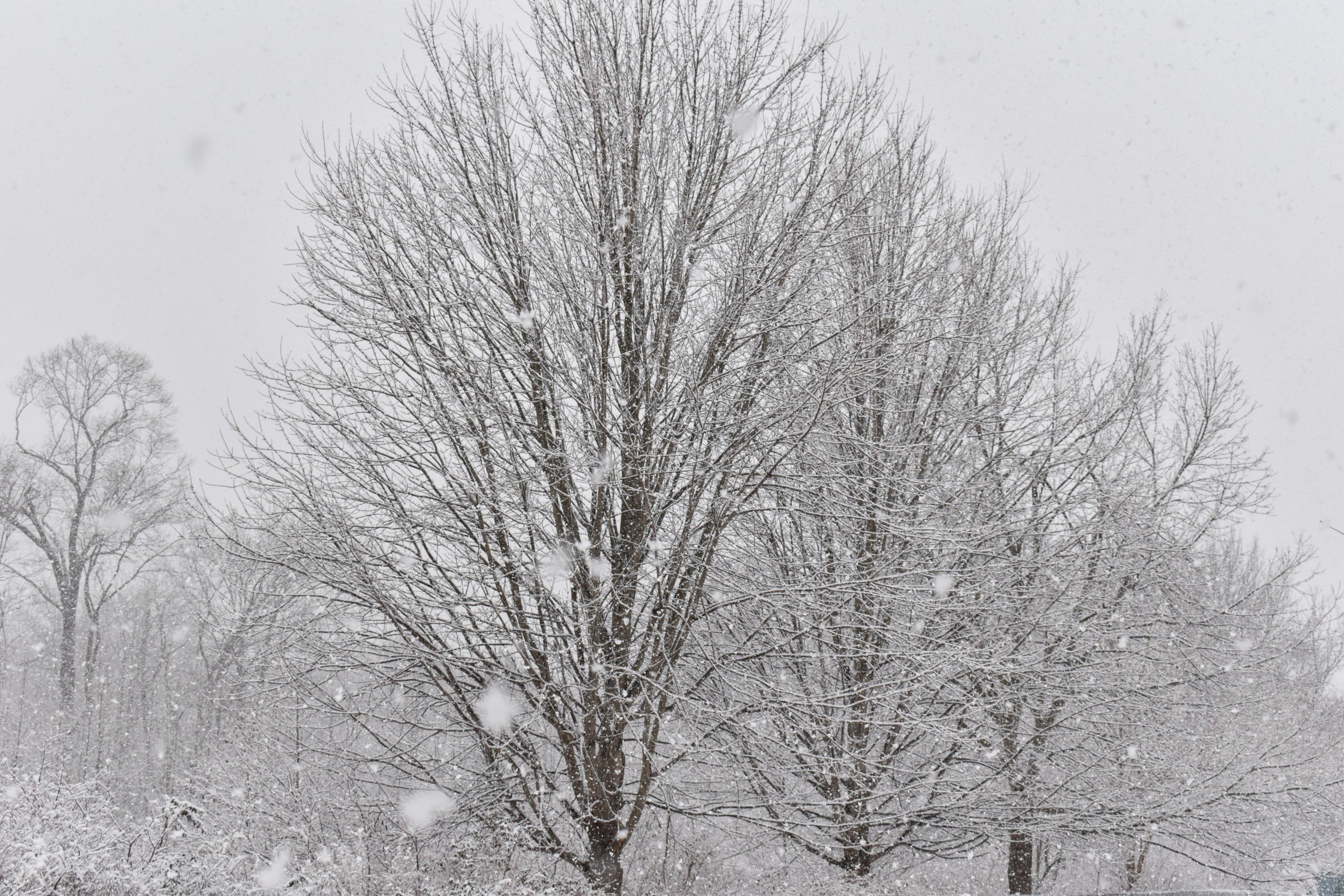 Musing #147: Alas, Winter still comes! - The Nature Islander