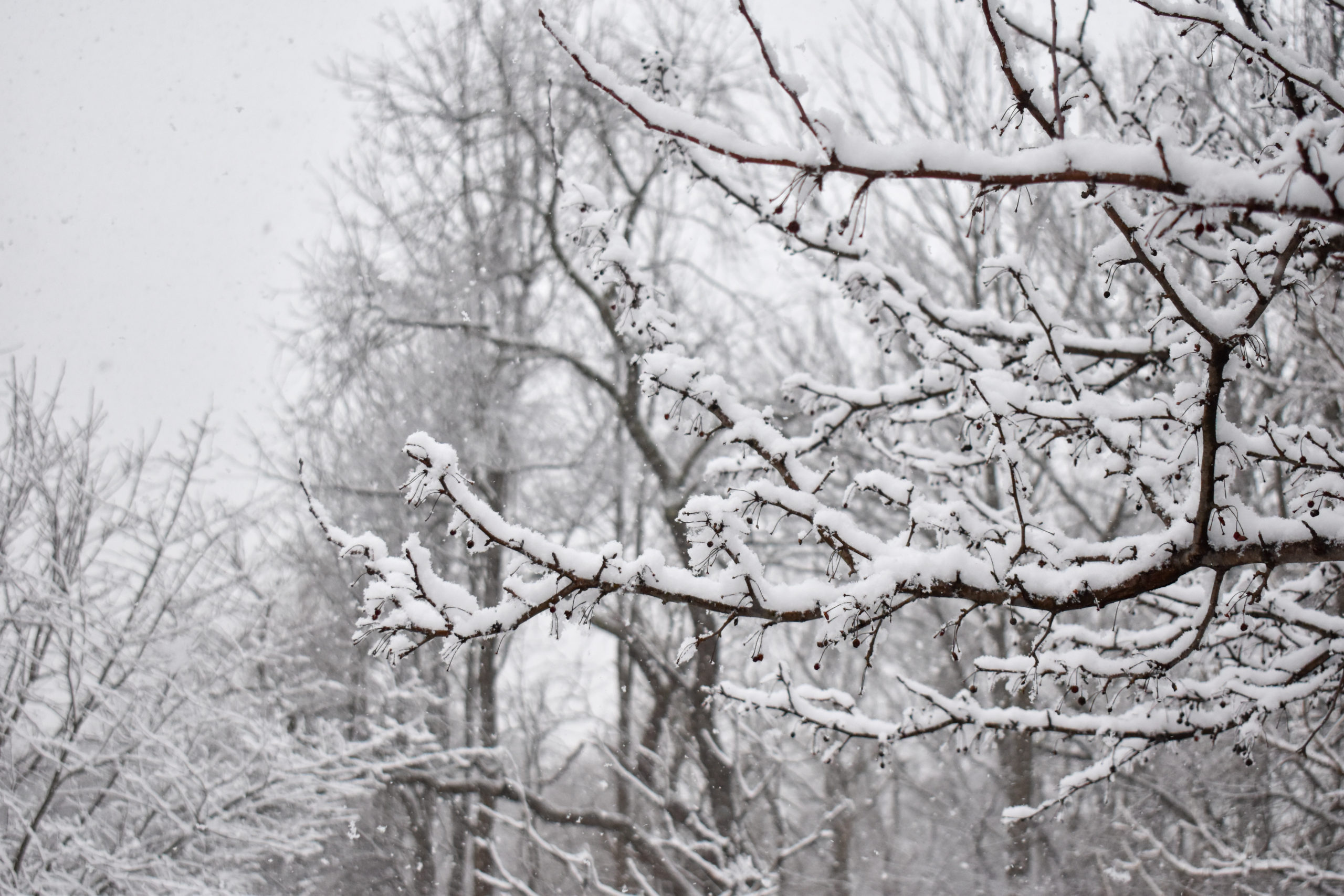 Musing #147: Alas, Winter still comes! - The Nature Islander